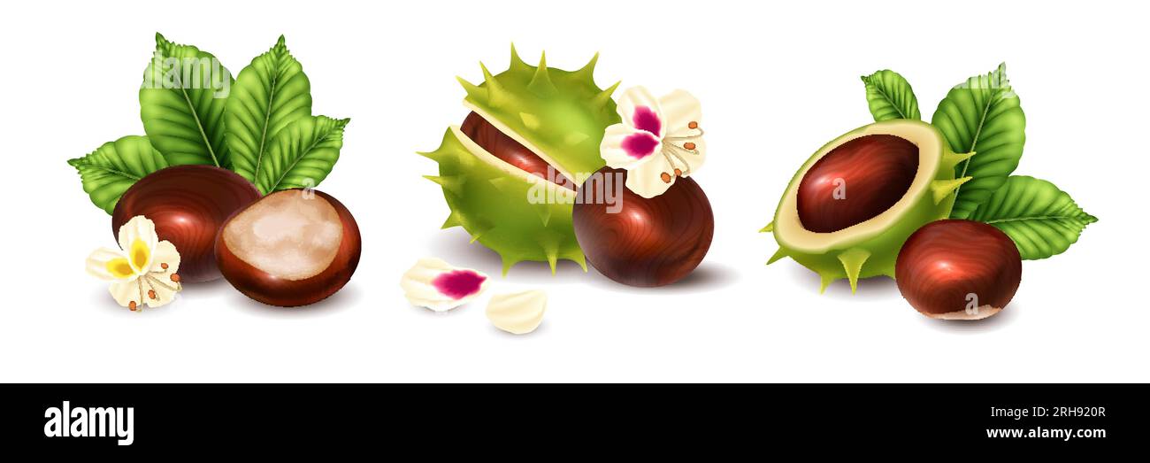 Realistic chestnut compositions set with ripe nuts and flowers isolated ...