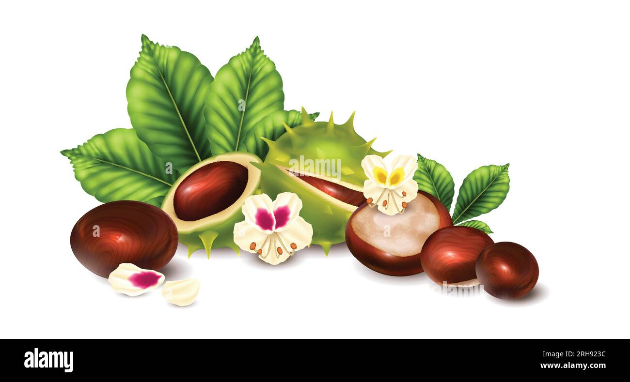 Realistic chestnut composition with nut seeds and leaves vector ...