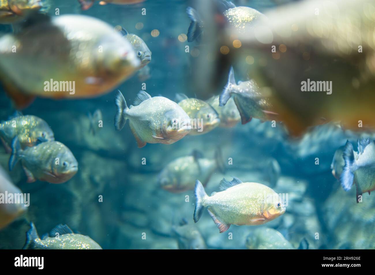 Group of red-bellied piranhas are swimming, stock photo fish in natural ...