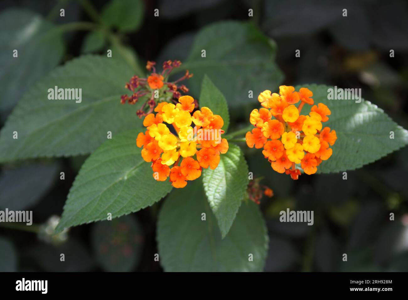 Orange and yellow flowers of Common lantana (Lantana camara) : (pix ...