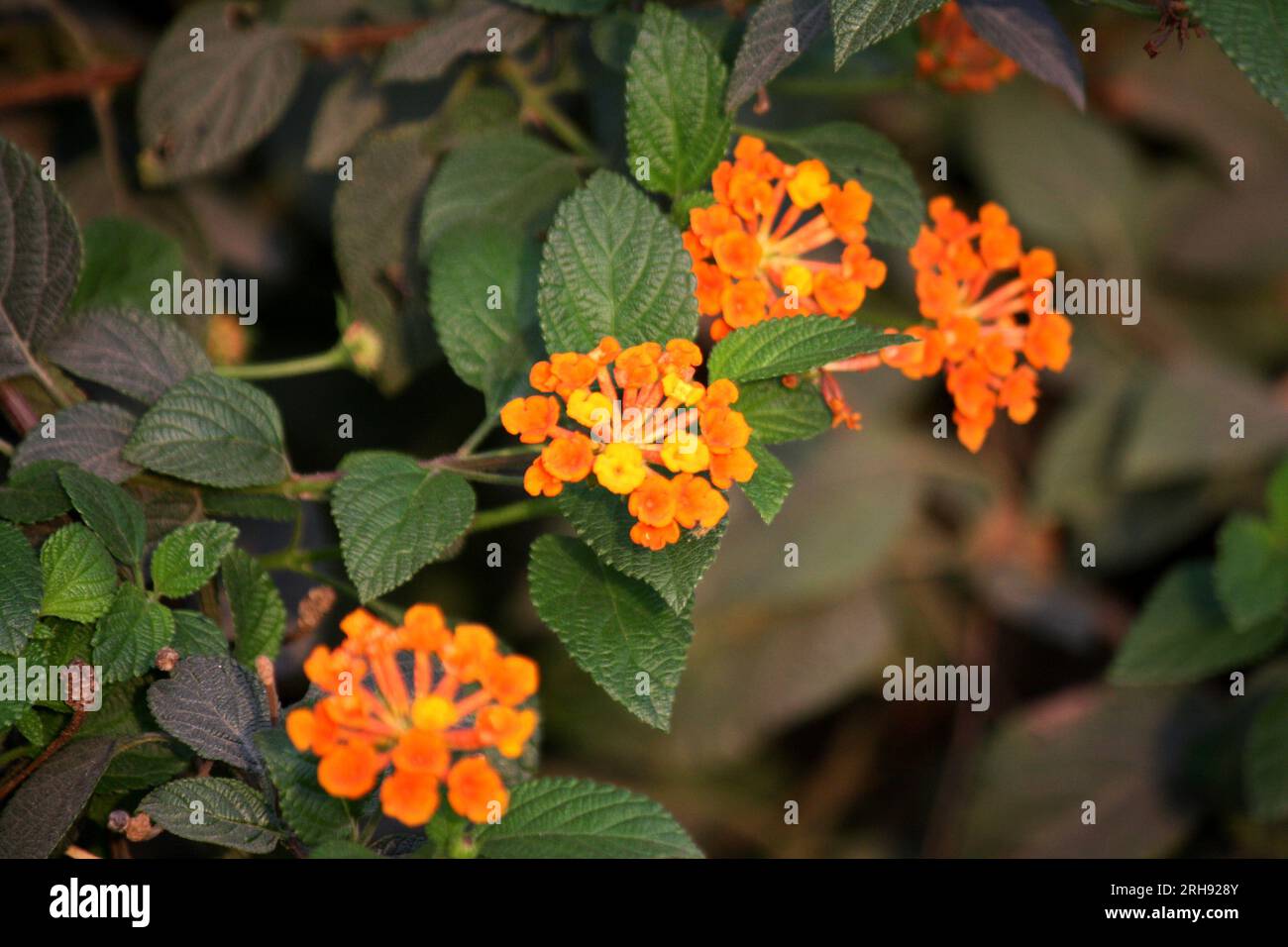 Orange and yellow flowers of Common lantana (Lantana camara) : (pix ...