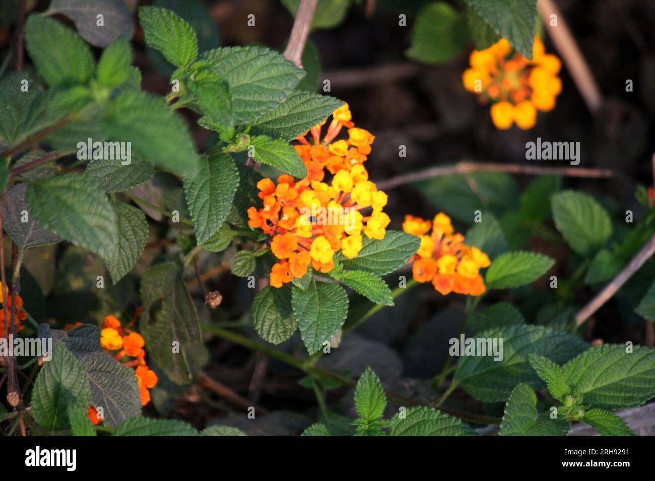 Orange and yellow flowers of Common lantana (Lantana camara) : (pix ...