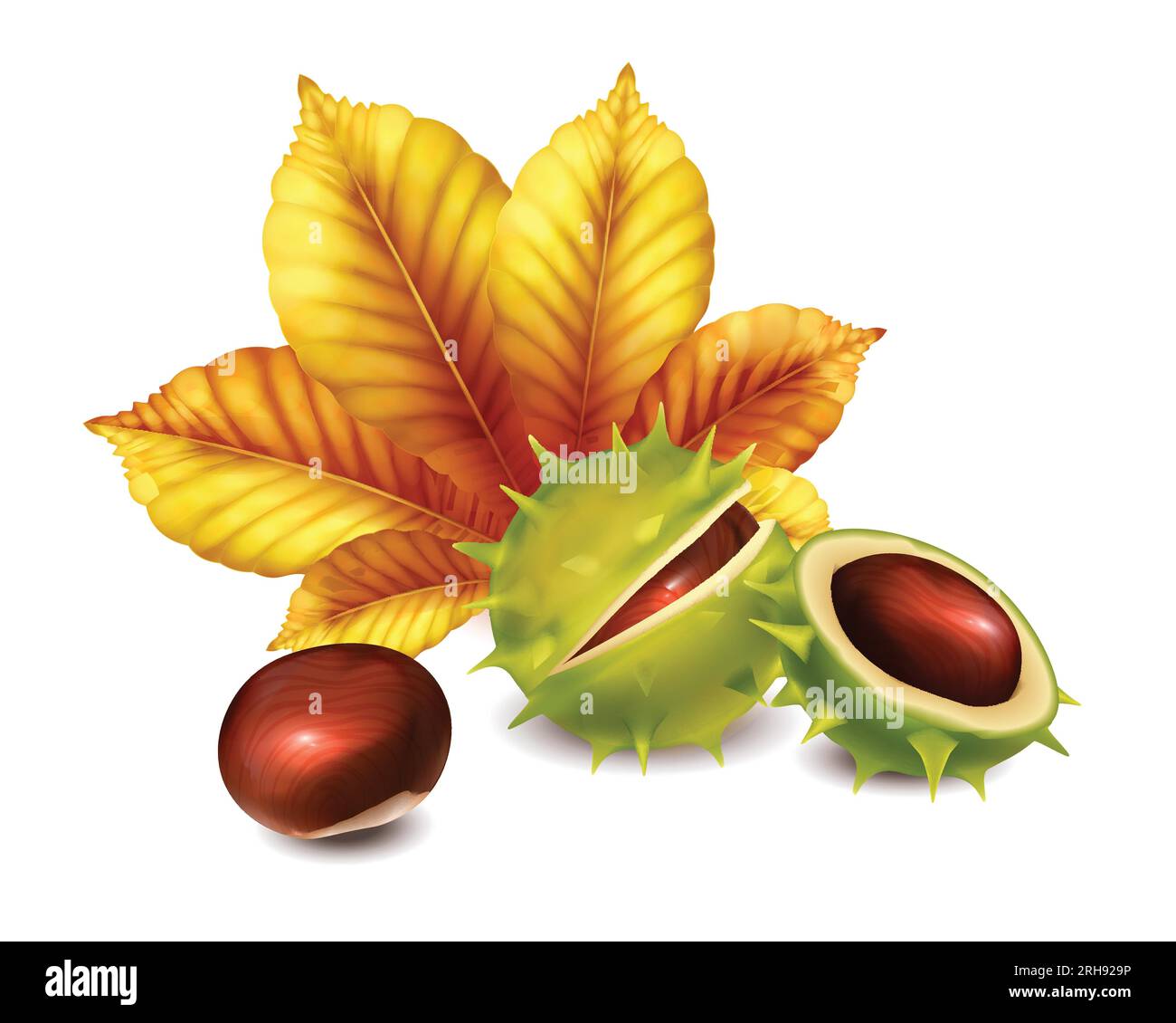 Realistic chestnut composition with nuts and autumn leaf vector ...