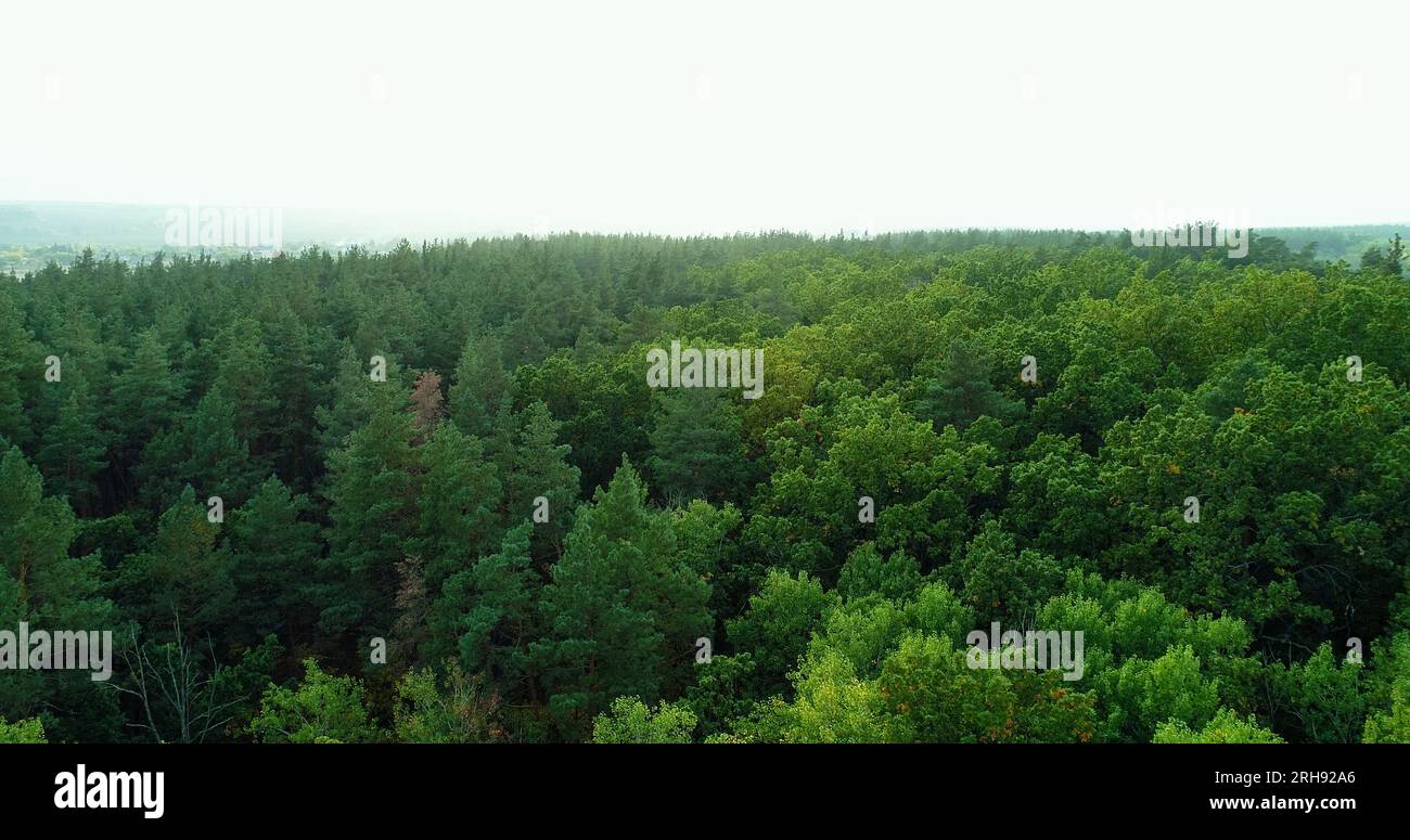 Aerial trees forest foliage beautiful landscape Stock Photo - Alamy