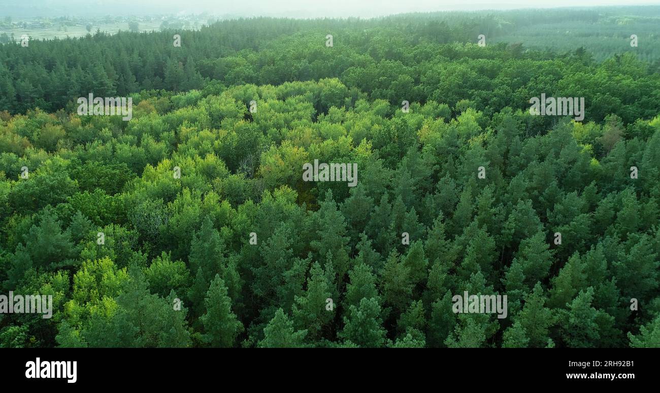 Aerial trees forest landscape green foliage wood Stock Photo - Alamy