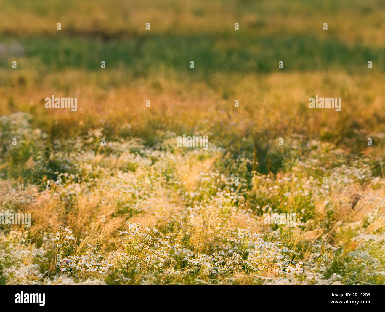 Blooming Wild Flowers Matricaria Chamomilla Or Matricaria Recutita Or ...