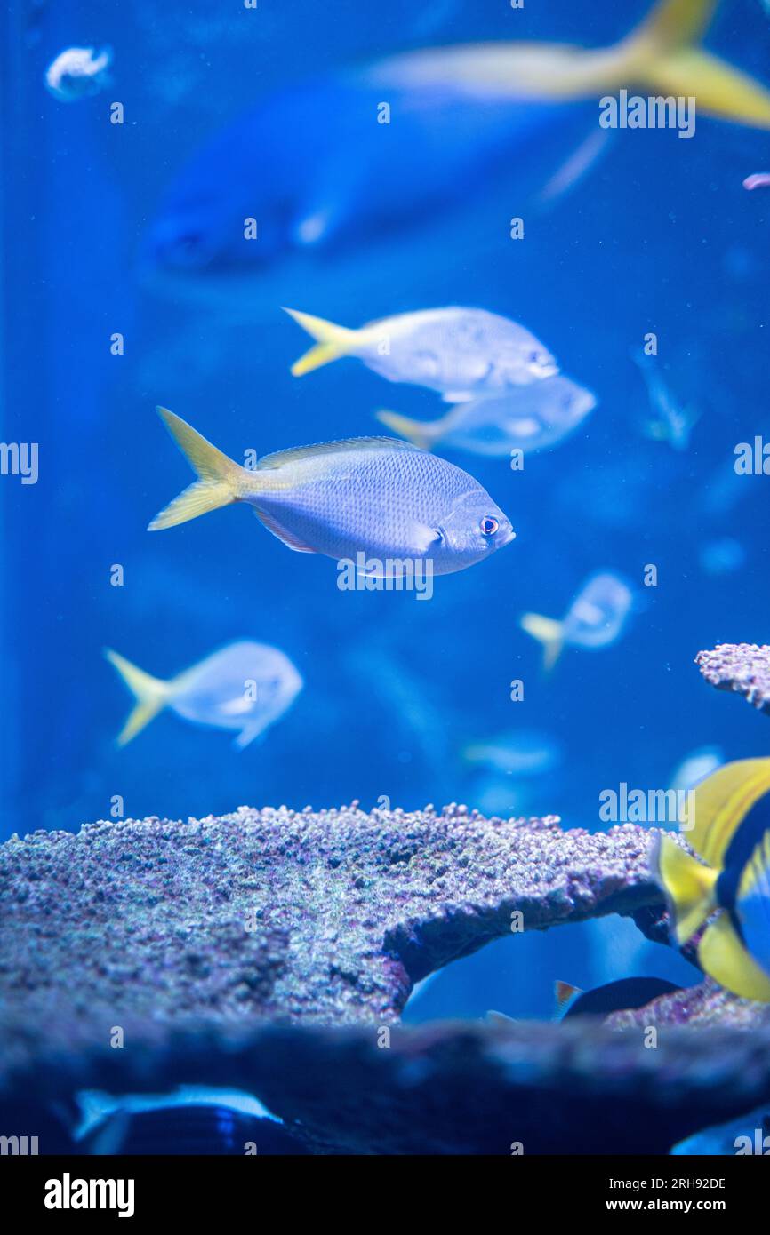 Underwater view with school fish with yellow tail in ocean. Sea life in ...