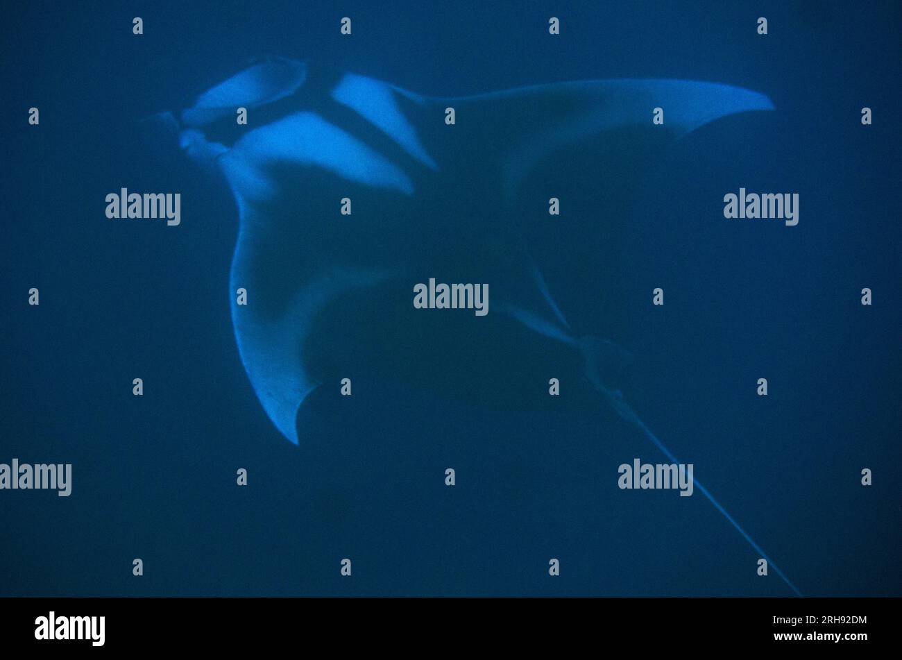Giant Oceanic Manta Ray, Mobula birostris, with typical dorsal T-shaped ...