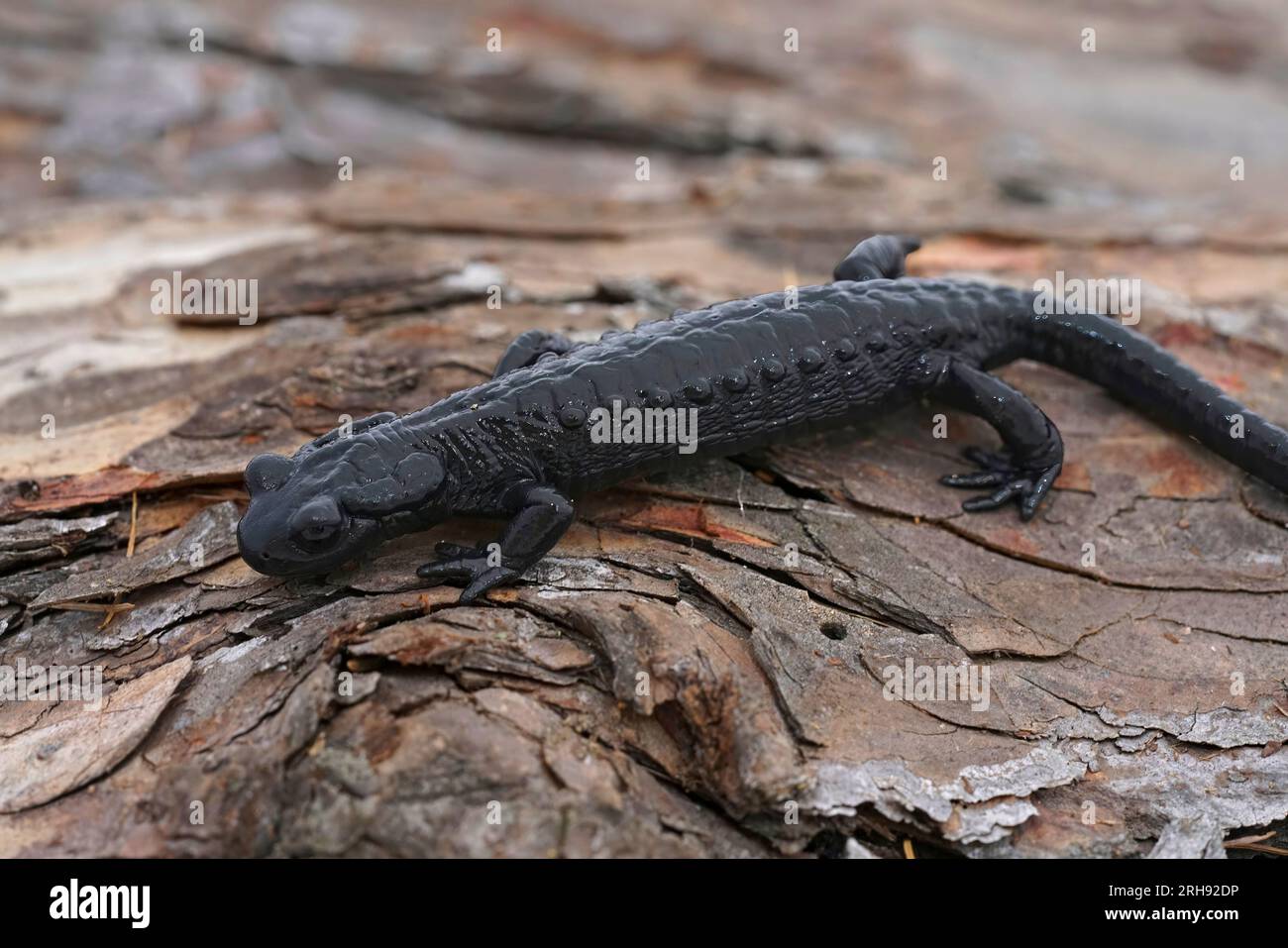 Natural closeup on the charcoal black Alpine salamander, Salamandra ...