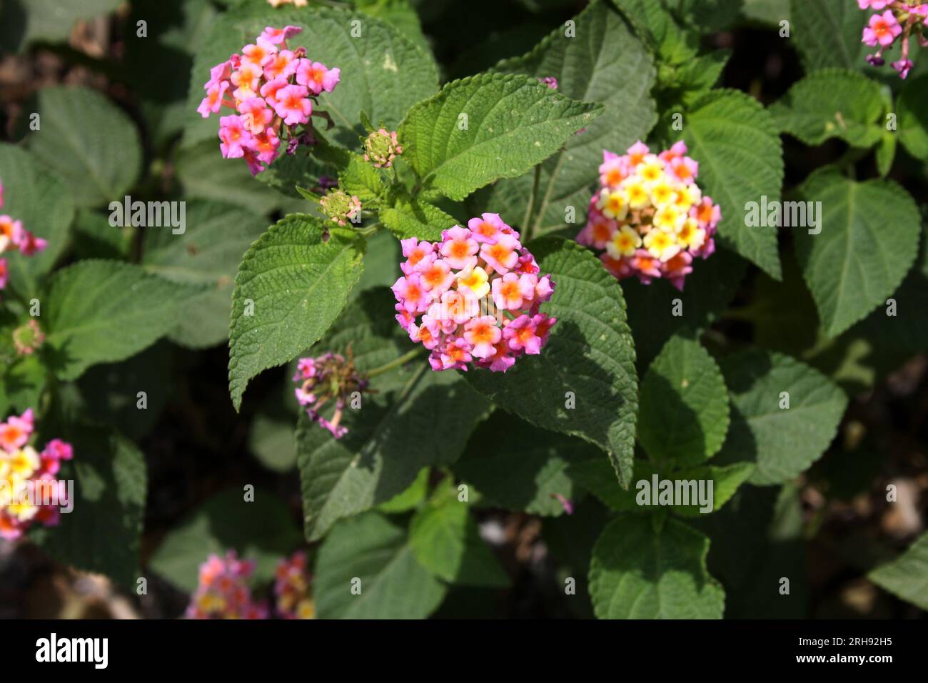 Pink and yellow blossom of Common lantana (Lantana camara) : (pix ...