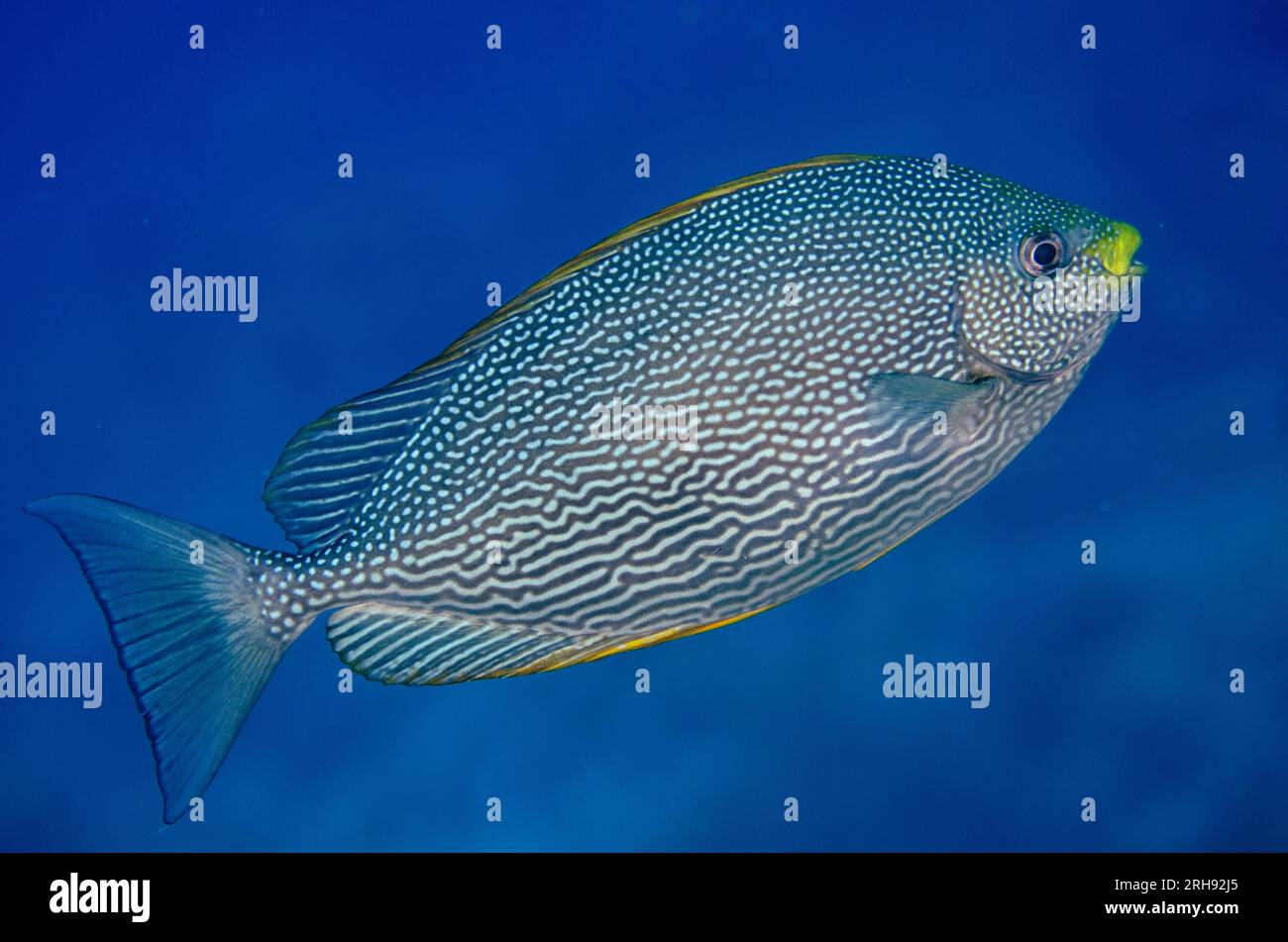 Java Rabbitfish, Siganus javus, Yilliet Kecil dive site, near Yilliet ...