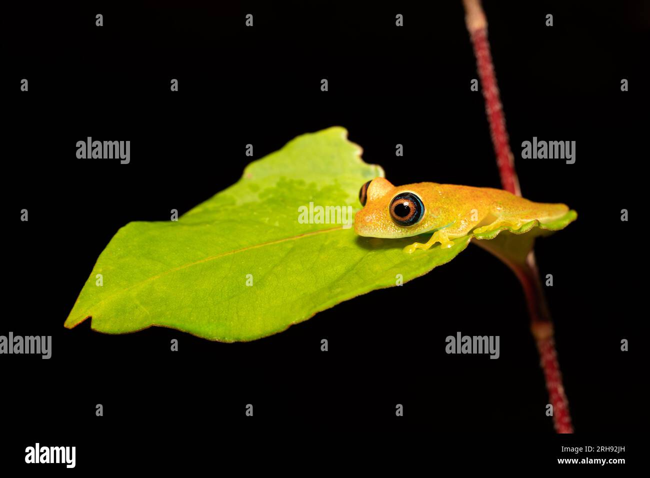 Green Bright-Eyed Frog (Boophis Viridis), species of endemic frog in ...