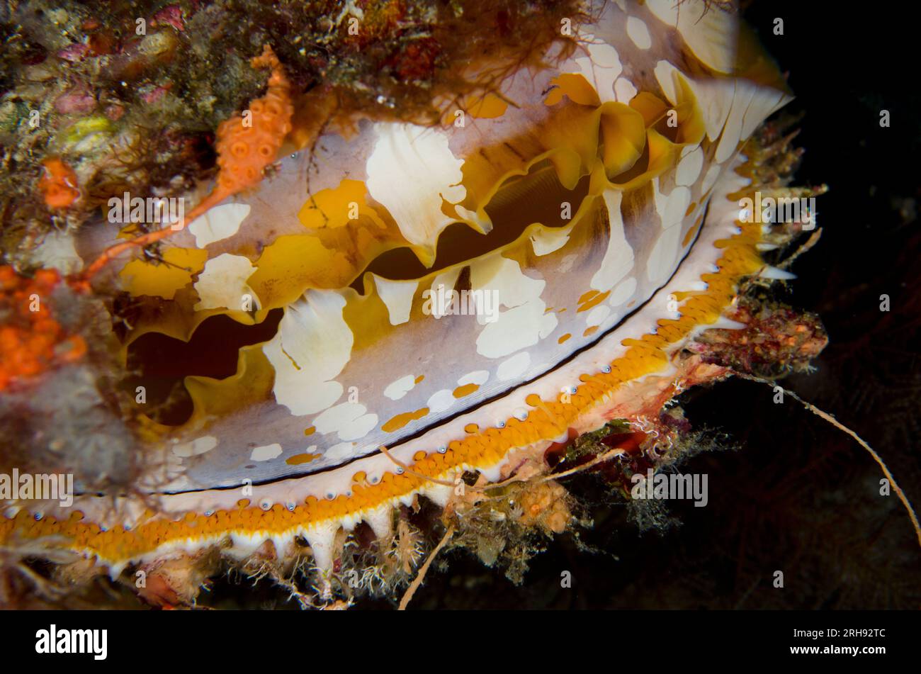 Variable Thorny Oyster, Spondylus varians, with eyes on mantle edge ...
