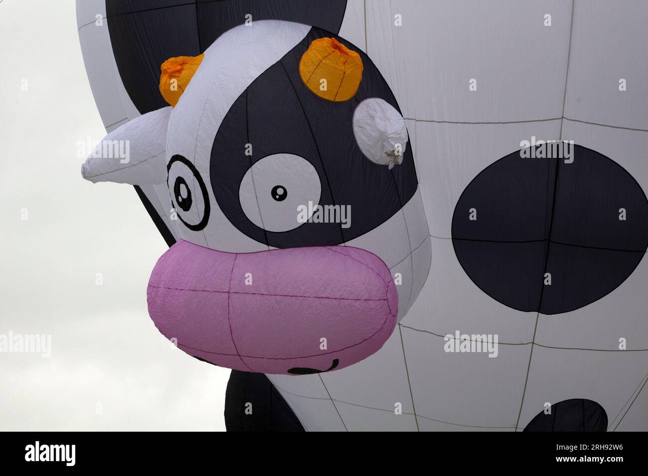 Cow balloon hi-res stock photography and images - Alamy