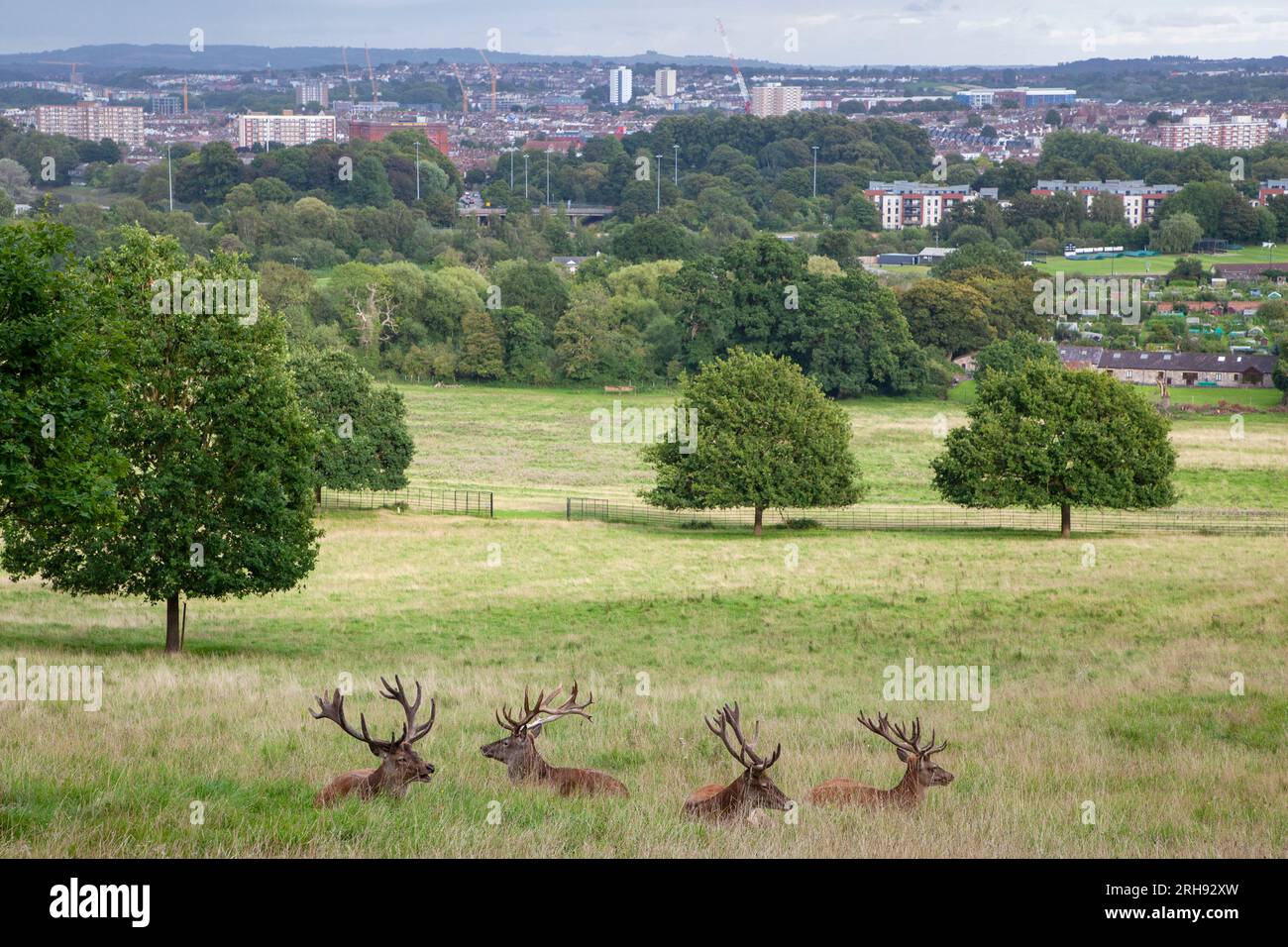 Ashton court deer hi-res stock photography and images - Alamy
