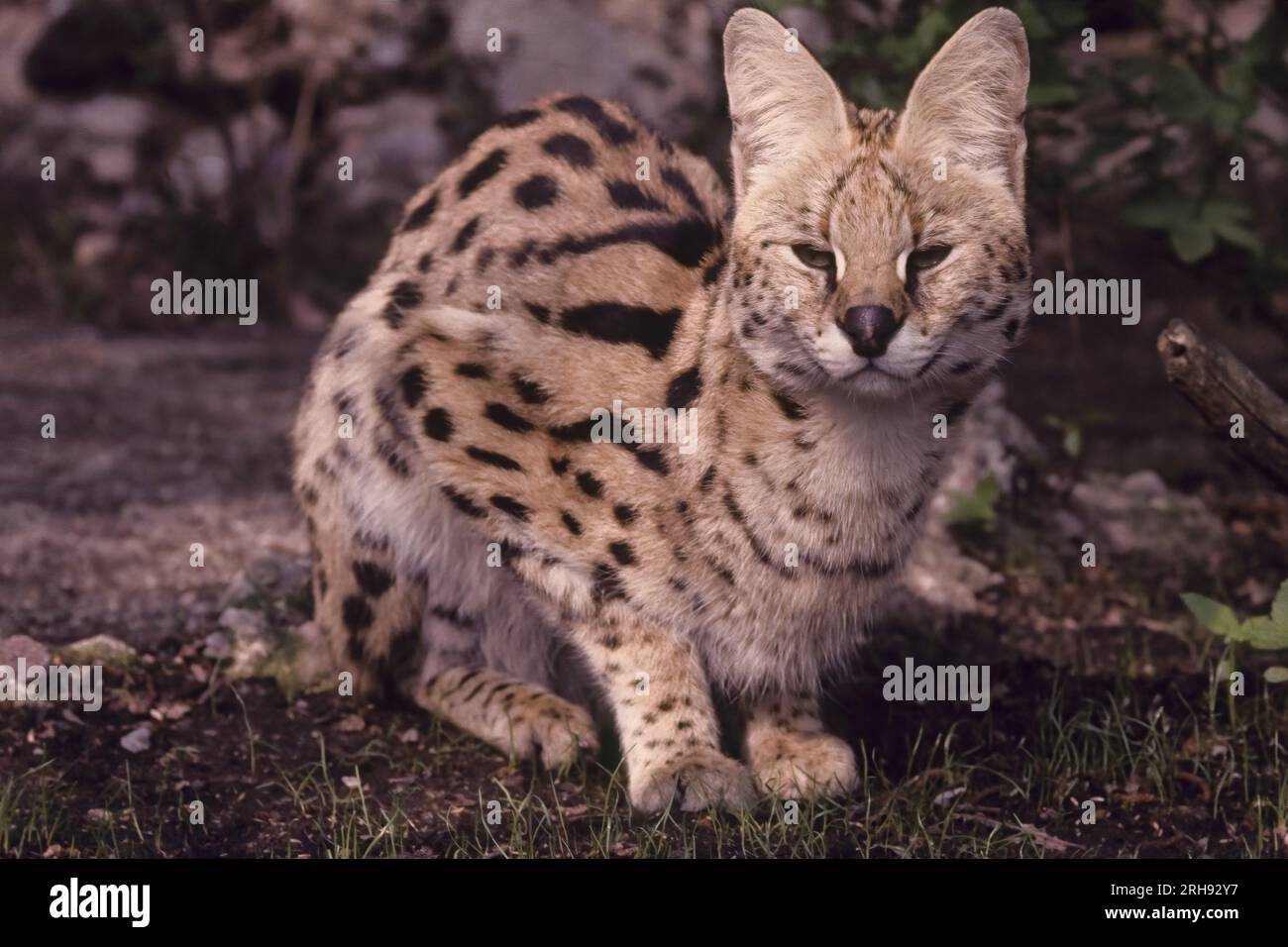 The serval (Leptailurus serval) is a wild cat native to Africa. It is ...