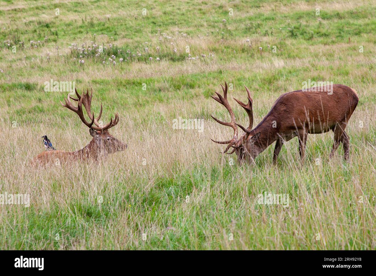 Deer in ashton court hi-res stock photography and images - Alamy