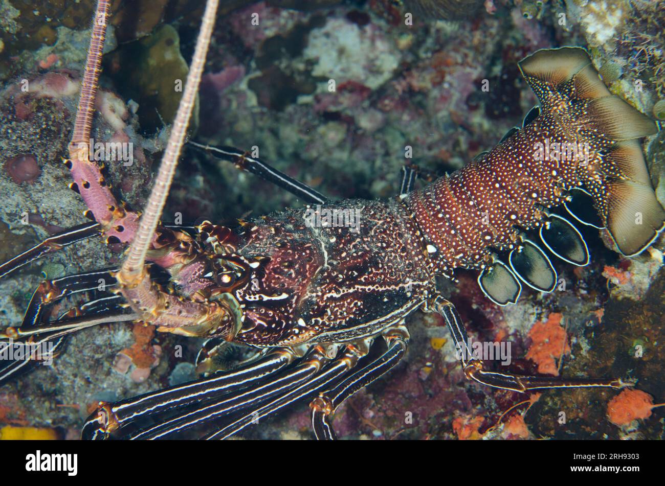 Spiny Lobster, Panulirus penicillatus, night dive, Wagmab dive site ...