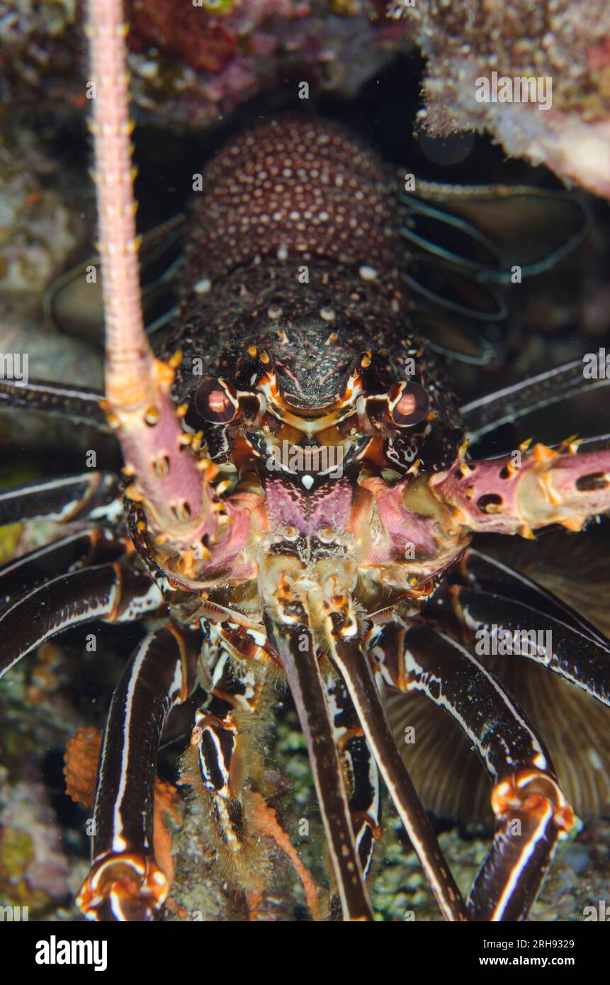 Spiny Lobster, Panulirus penicillatus, night dive, Wagmab dive site ...