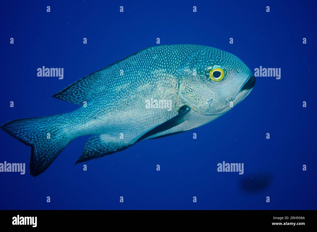 Midnight Snapper, Macolor macularis, Tank Rock dive site, Fiabacet ...
