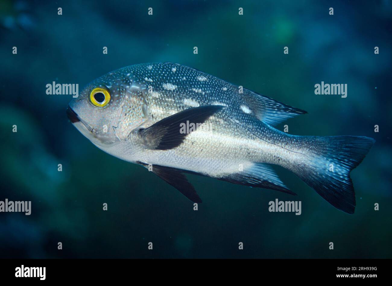 Juvenile Midnight Snapper, Macolor macularis, with subadult markings ...