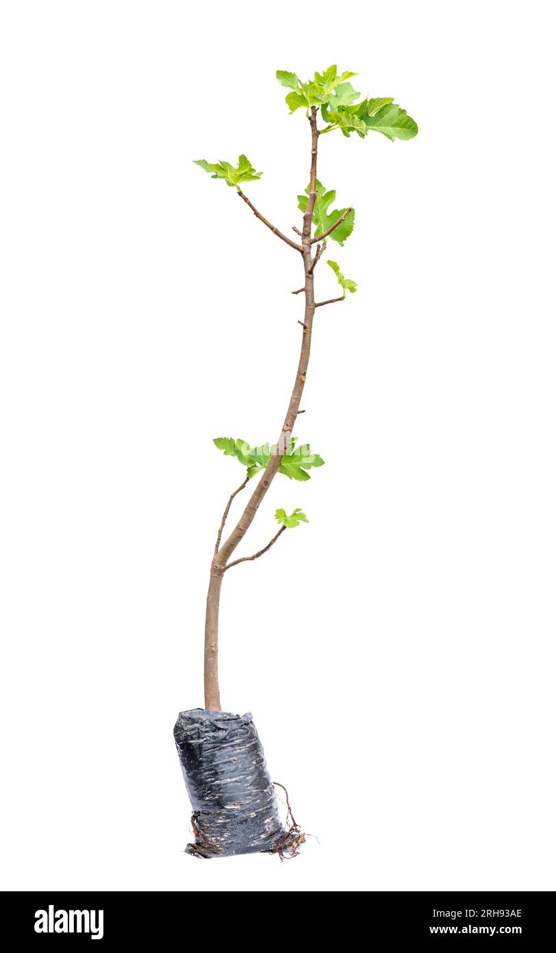 fig tree sapling in plastic bag isolated on white background Stock ...