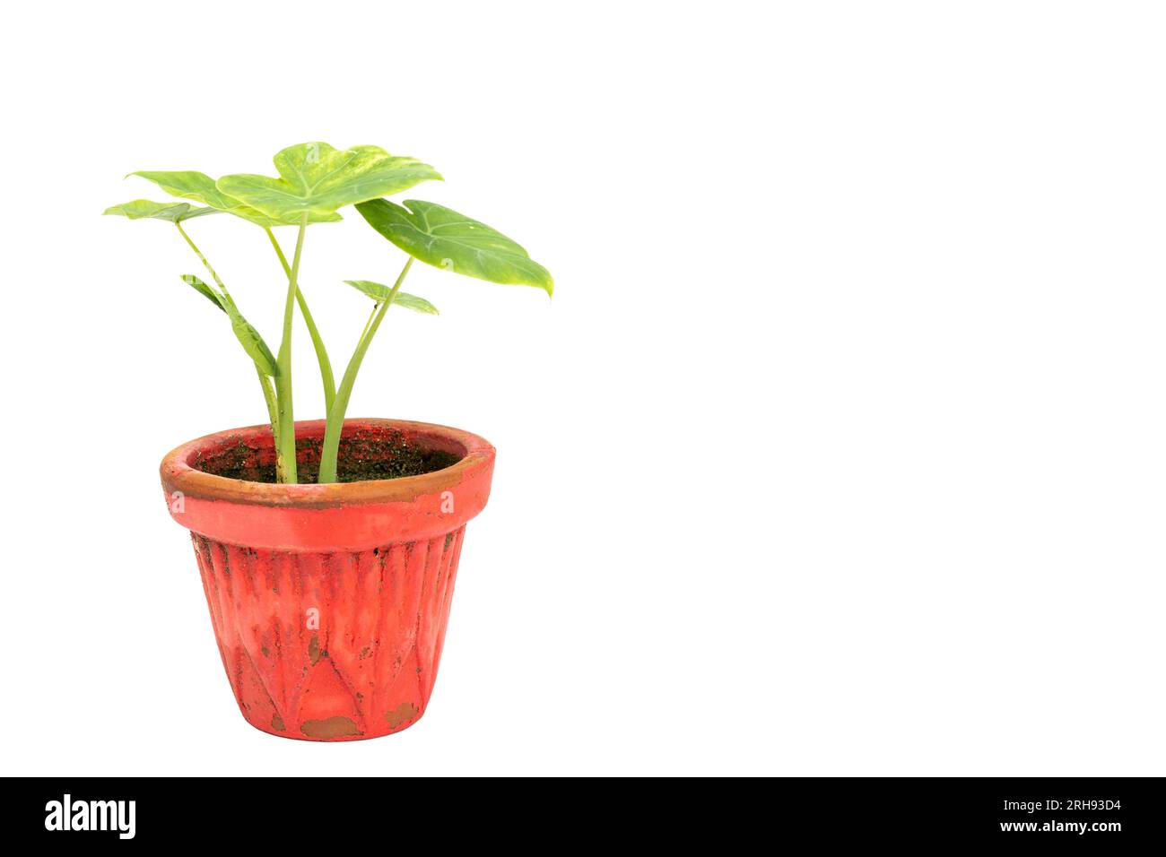 Green caladium plant in a pot on white isolated background Stock Photo ...