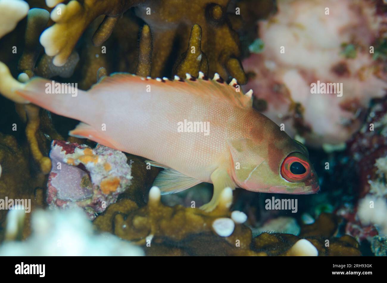 Blacktip Grouper, Epinephelus fasciatus, Tank Rock dive site, Fiabacet ...