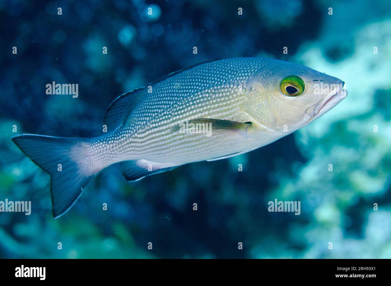 Red Snapper, Lutjanus bohar, Nudi Rock dive site, Fiabacet Island ...