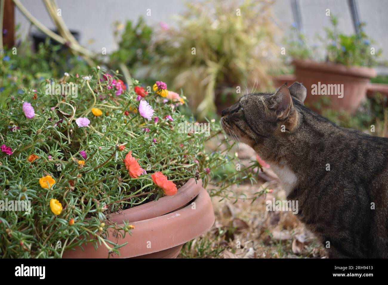 Cats flower hi-res stock photography and images - Alamy