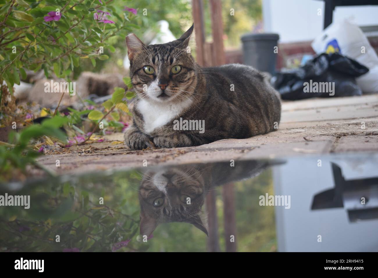 Cat reflection mirror water animals nature cats, a mirror image Stock ...