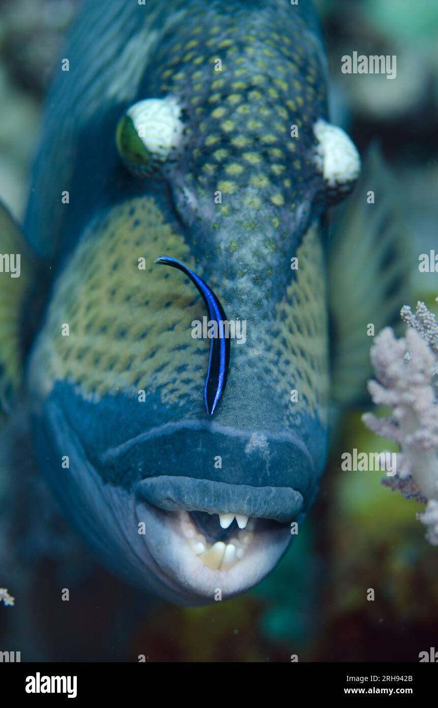 Bluestreak Cleaner Wrasse, Labroides dimidiatus, cleaning Titan ...