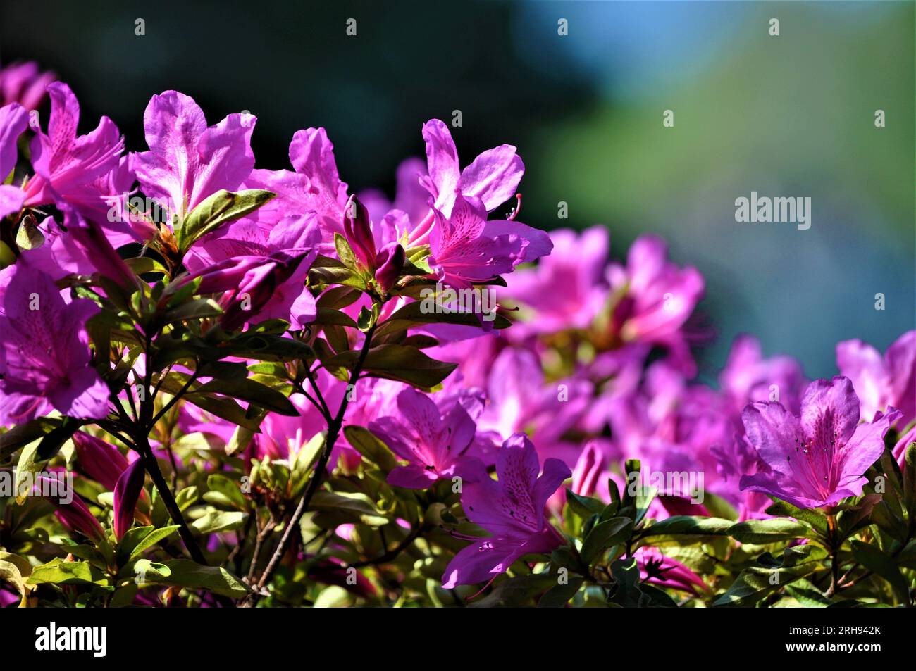 Blooming rhododendron italy hi-res stock photography and images - Alamy