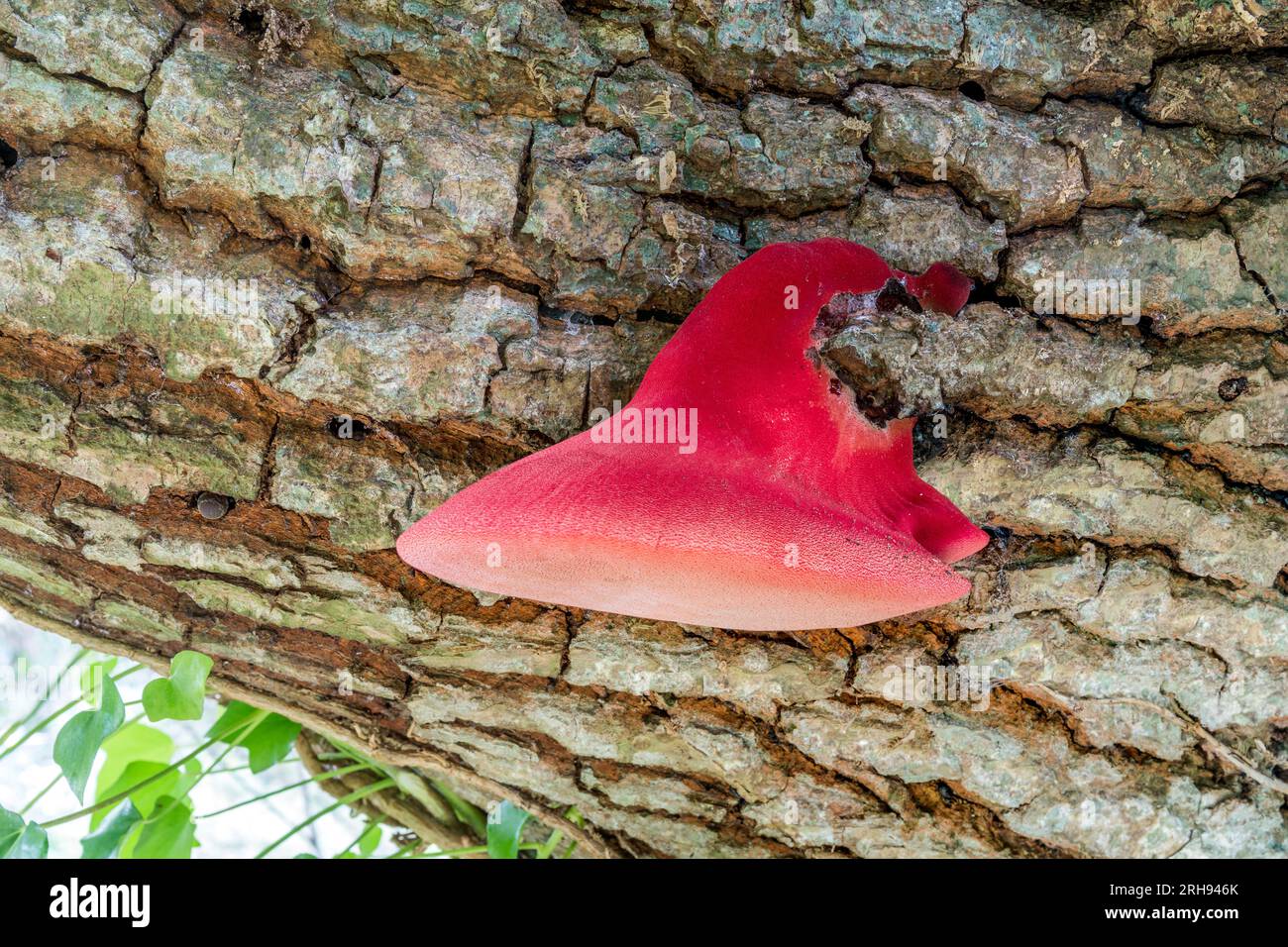 Beefsteak Fungus; Fistulina hepatica; UK Stock Photo - Alamy