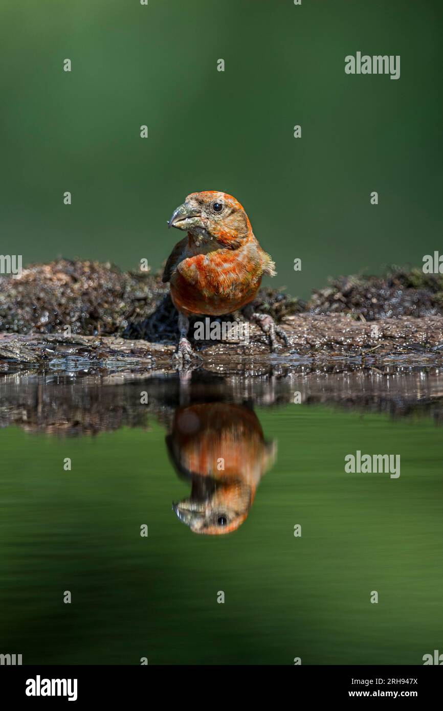 Crossbill drinking water hi-res stock photography and images - Alamy