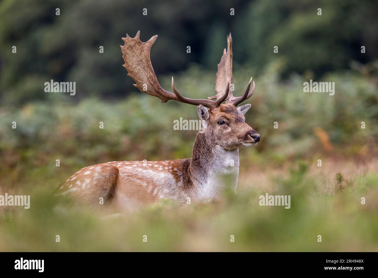 Male fallow deer buck antlers hi-res stock photography and images - Alamy