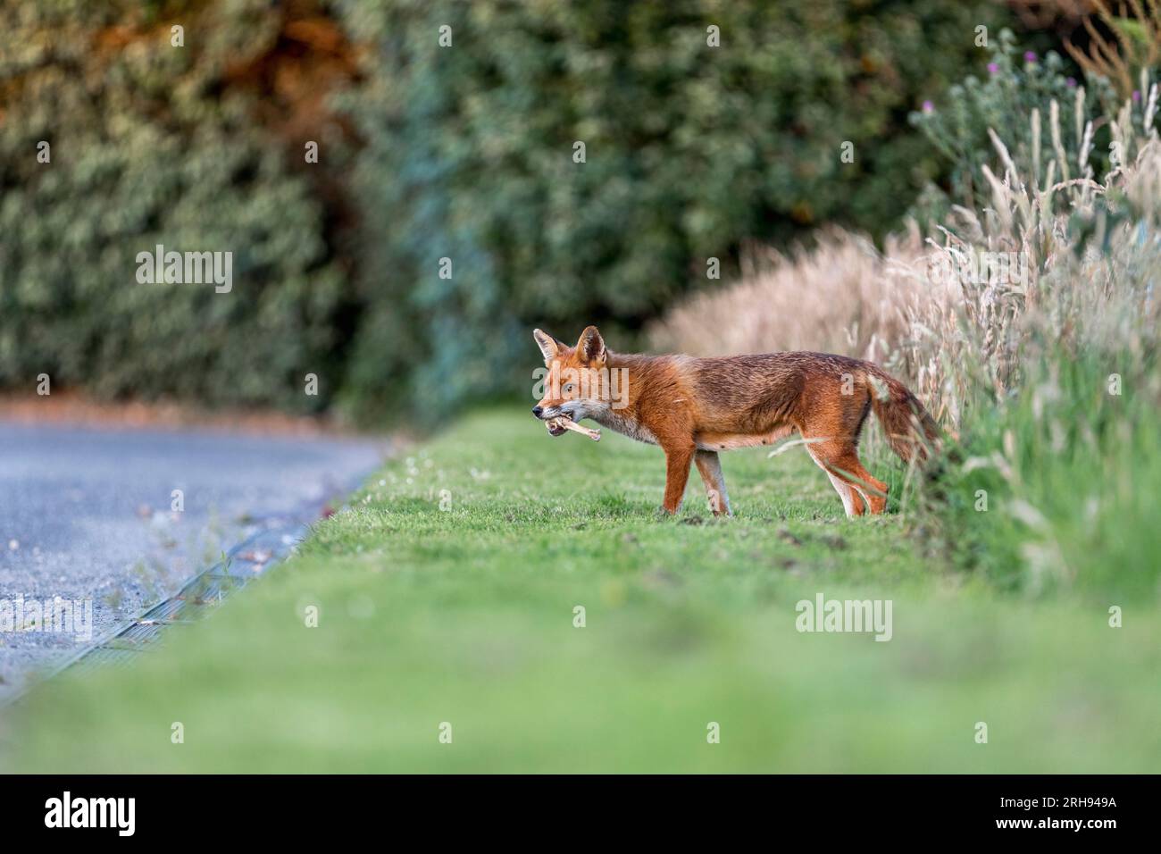Fox; Vulpes vulpes; Carrying a Bone; UK Stock Photo - Alamy