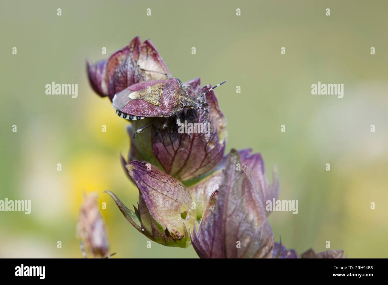 Yellow rattle hi-res stock photography and images - Alamy