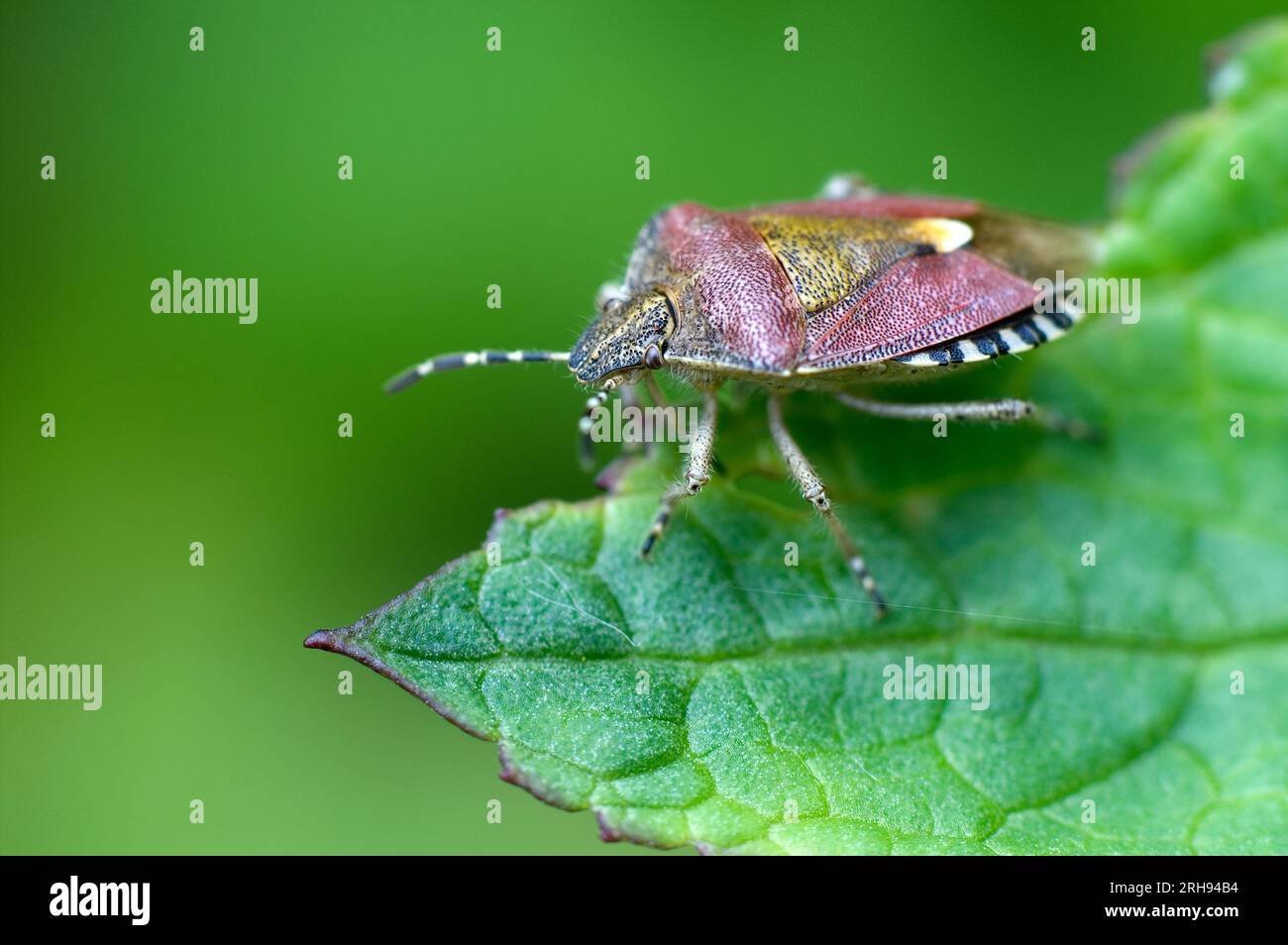 Hairy Shield bug, Sloe bug; Dolycoris baccarum; 2005; Cornwall Stock ...