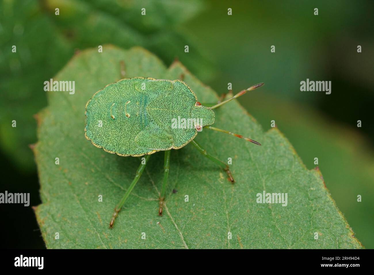 Natural closeup on the instar , nymph of the European green shieldbug ...