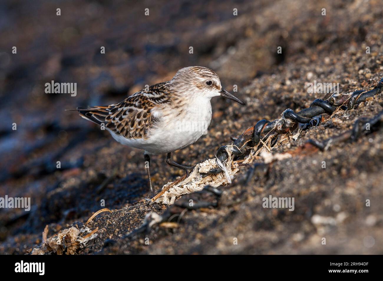 Little stint hi-res stock photography and images - Alamy