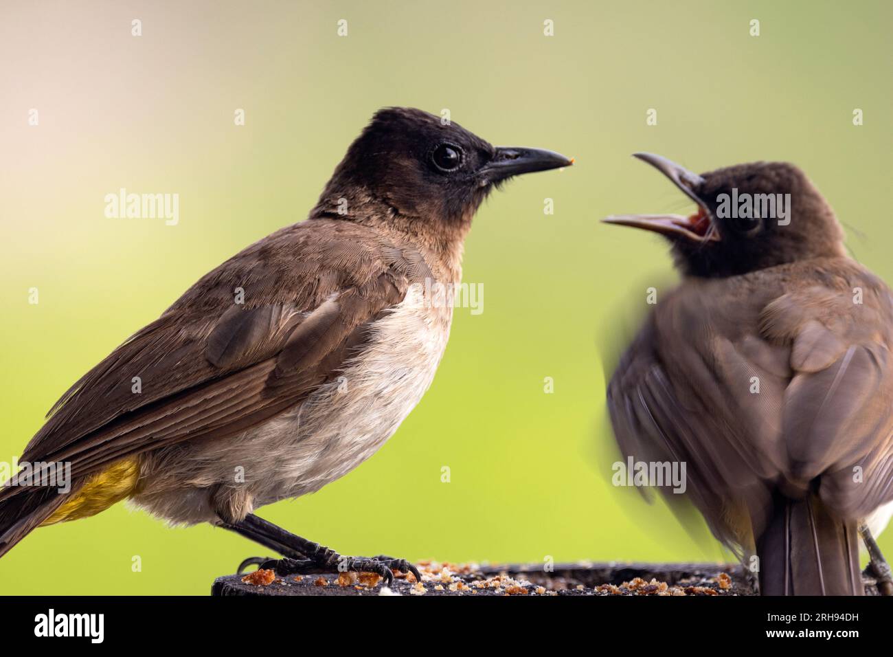 A fledgling Black-eyed Bulbul soliciting food from a parent. The Bulbul ...