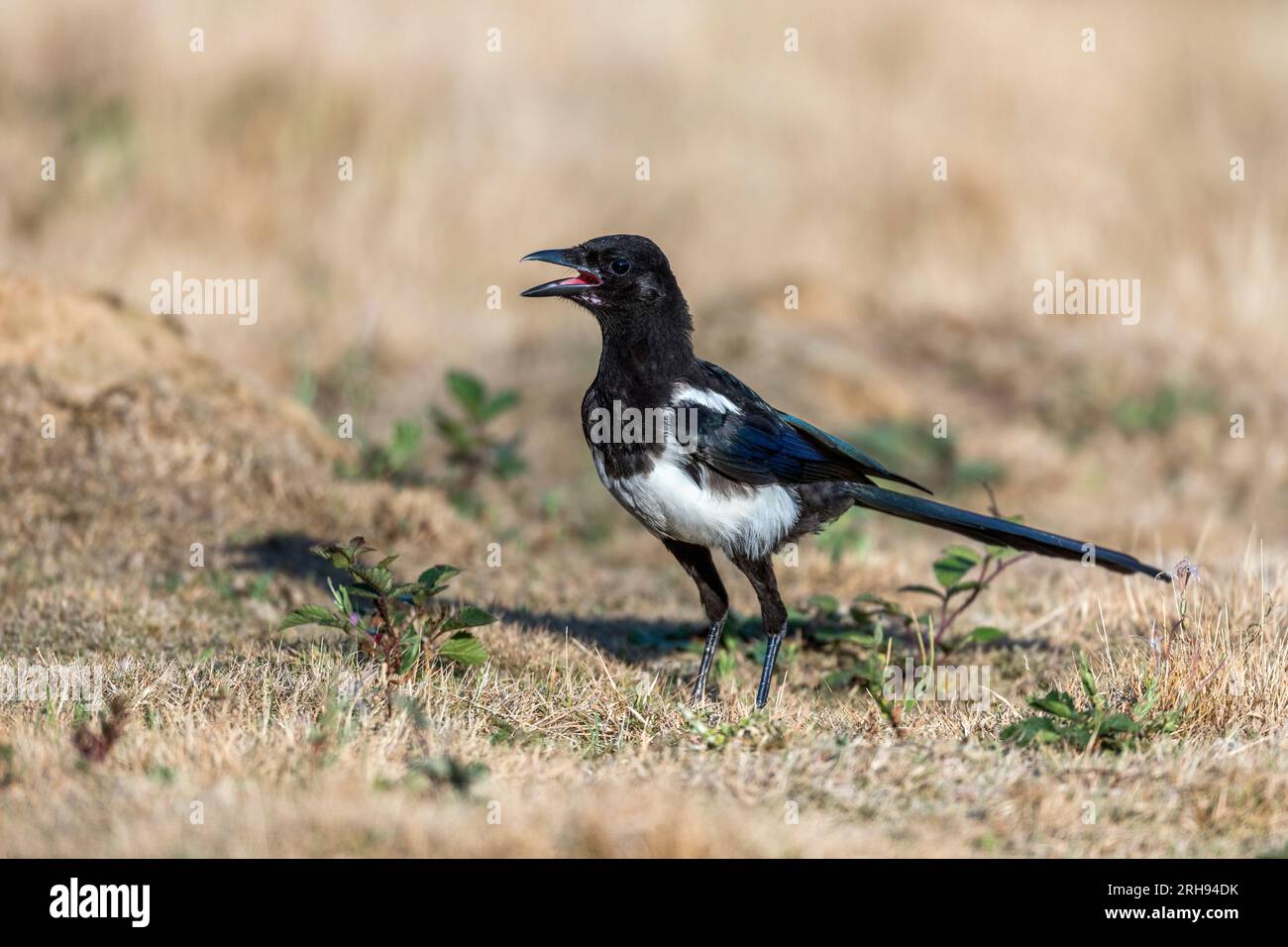 Magpie call bird hi-res stock photography and images - Alamy