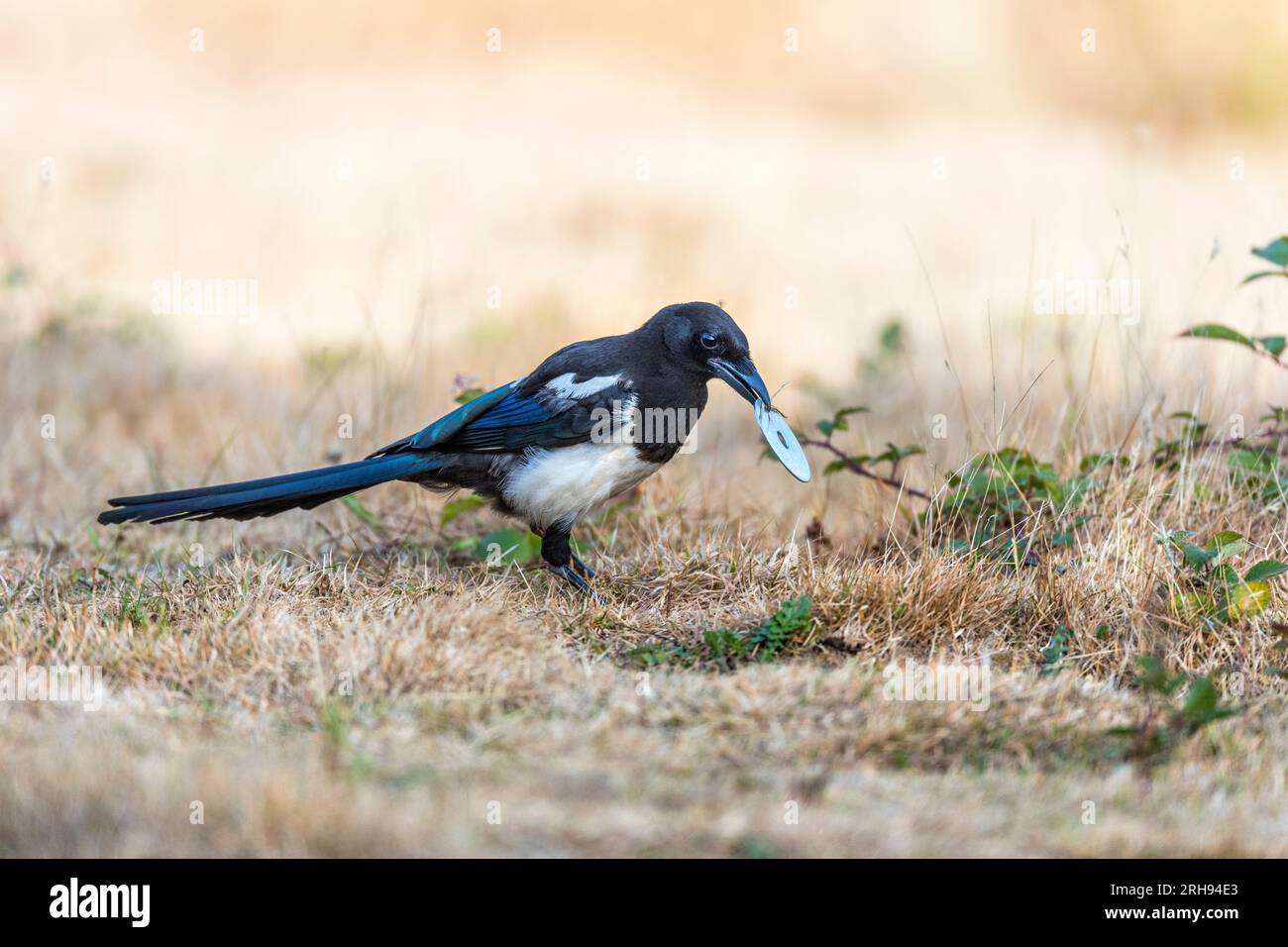 Magpie; Pica pica; Collecting Shiny Objects; UK Stock Photo - Alamy