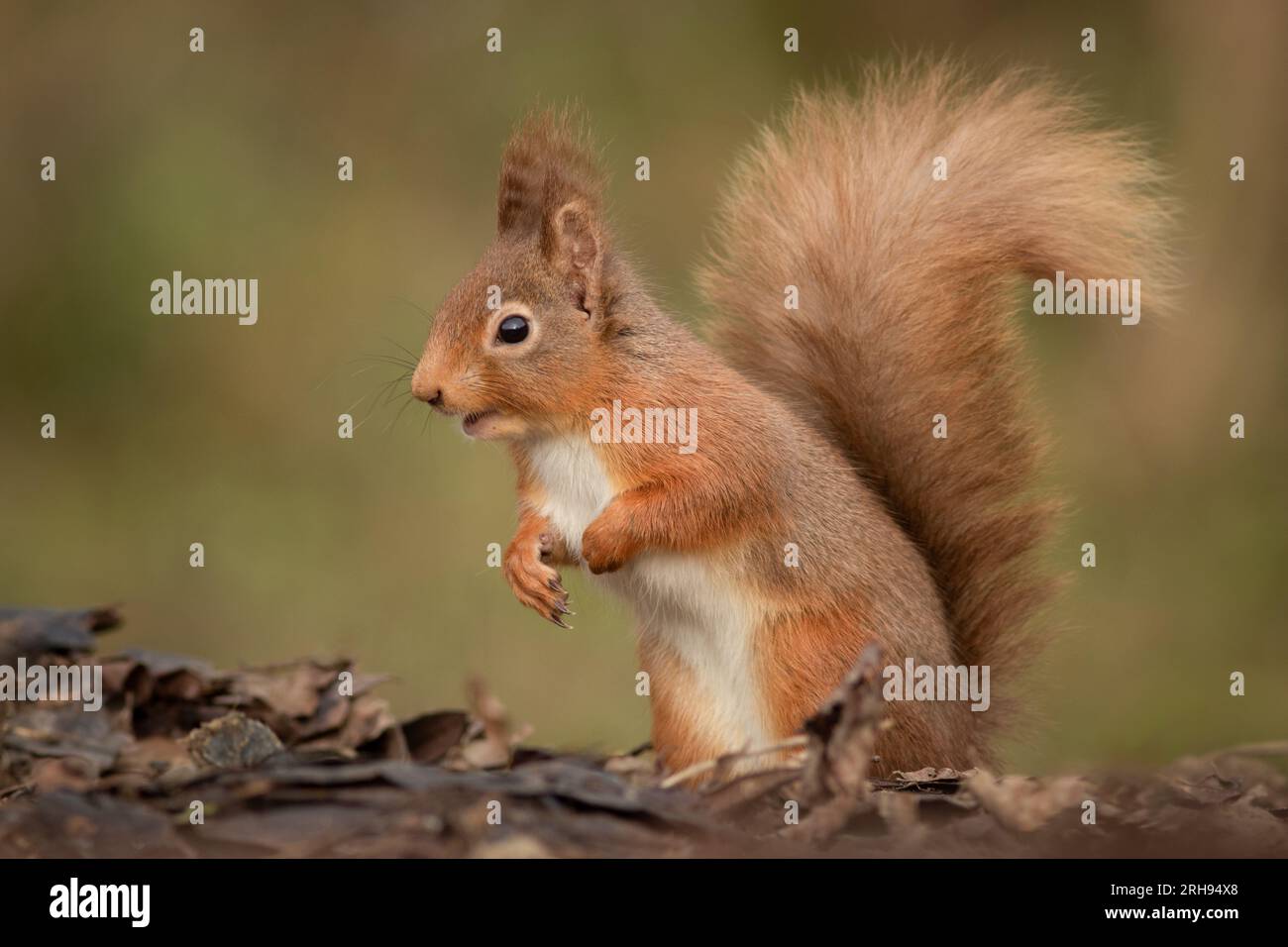 Taken from a low angle is a side view of a red squirrel on its back ...