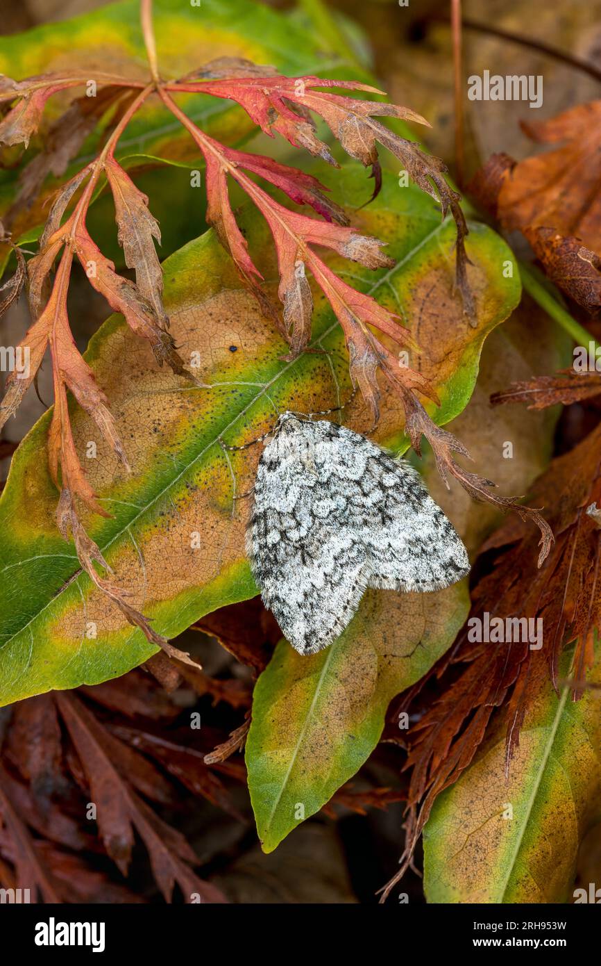 November Moth; Epirrita dilutata; On Leaves; UK Stock Photo - Alamy
