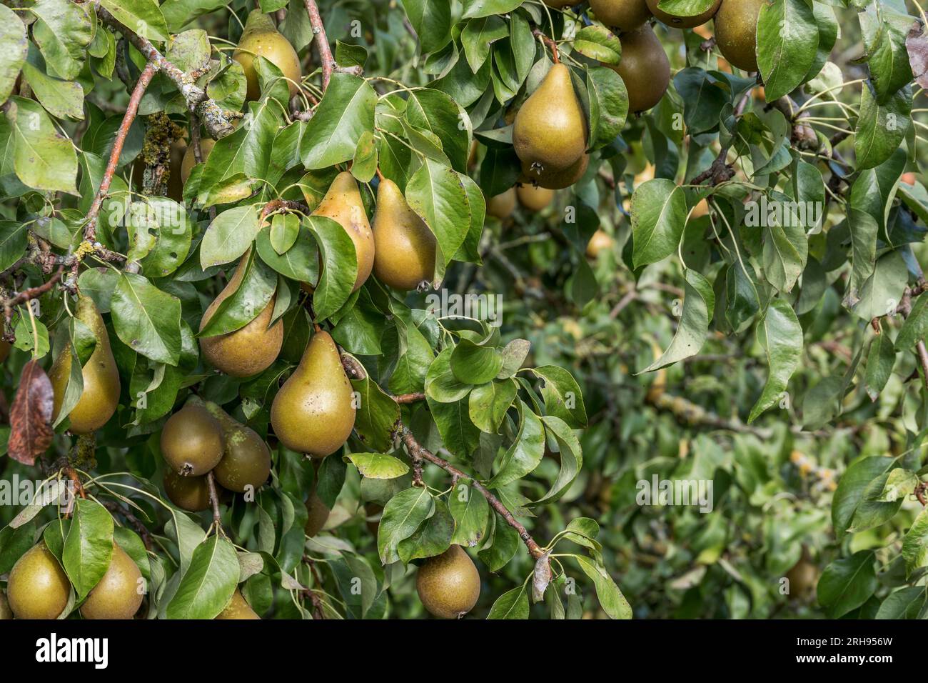 Autumn pear tree hi-res stock photography and images - Alamy