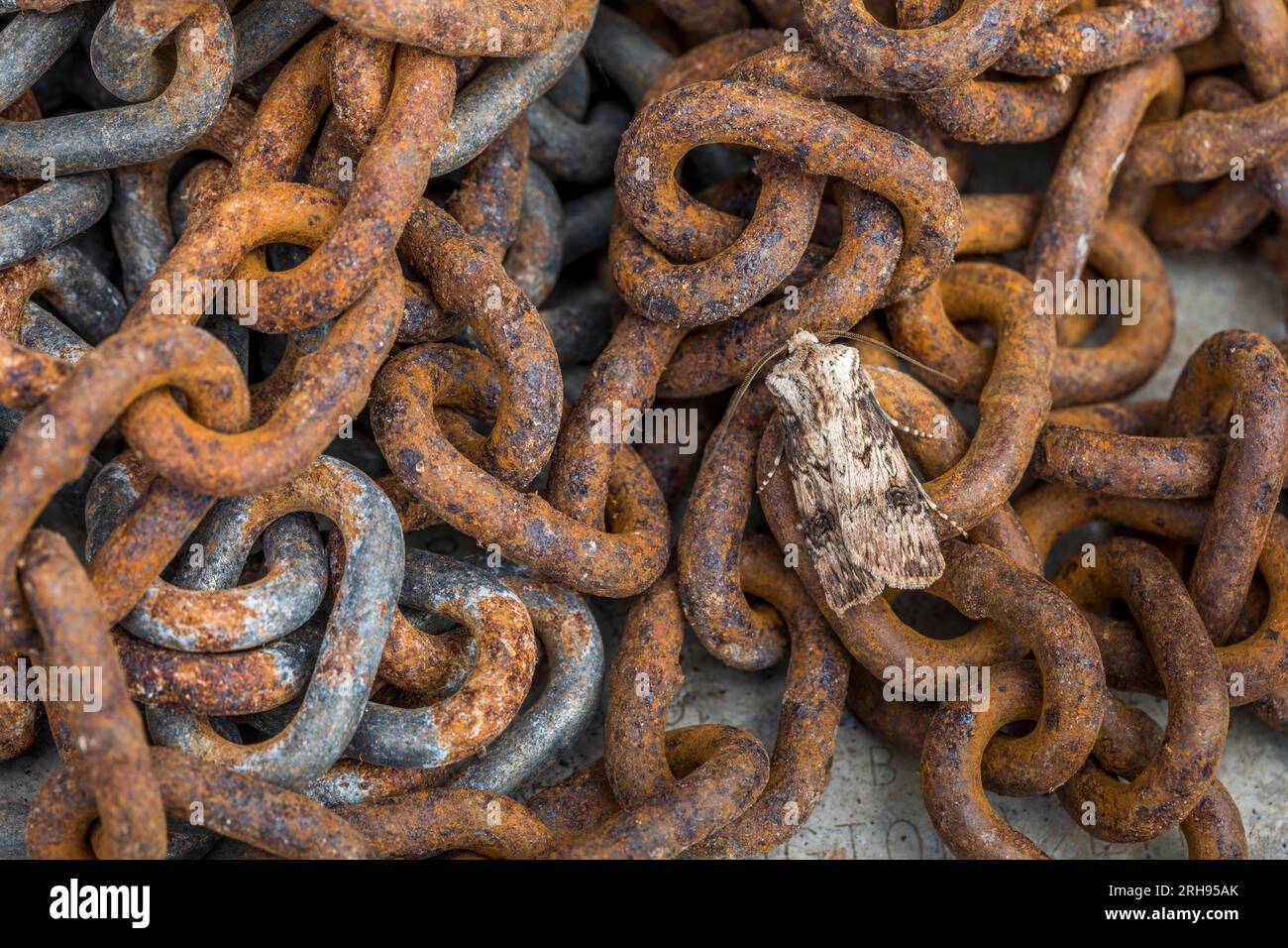 Shuttle Shaped Dart Moth; Agrotis puta; Male; UK Stock Photo - Alamy