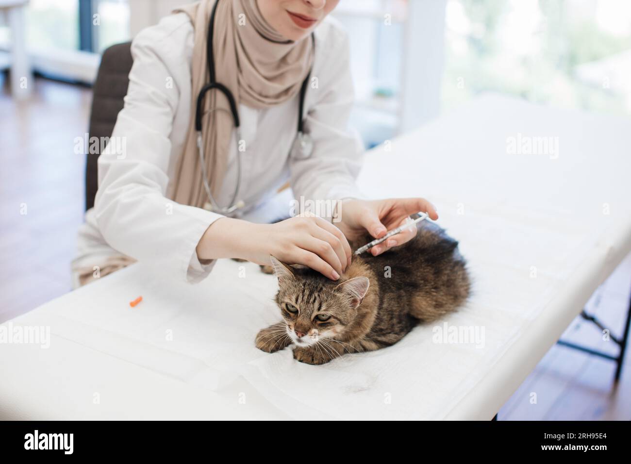 Feline doctor giving injection to cat at pet care facility Stock Photo ...