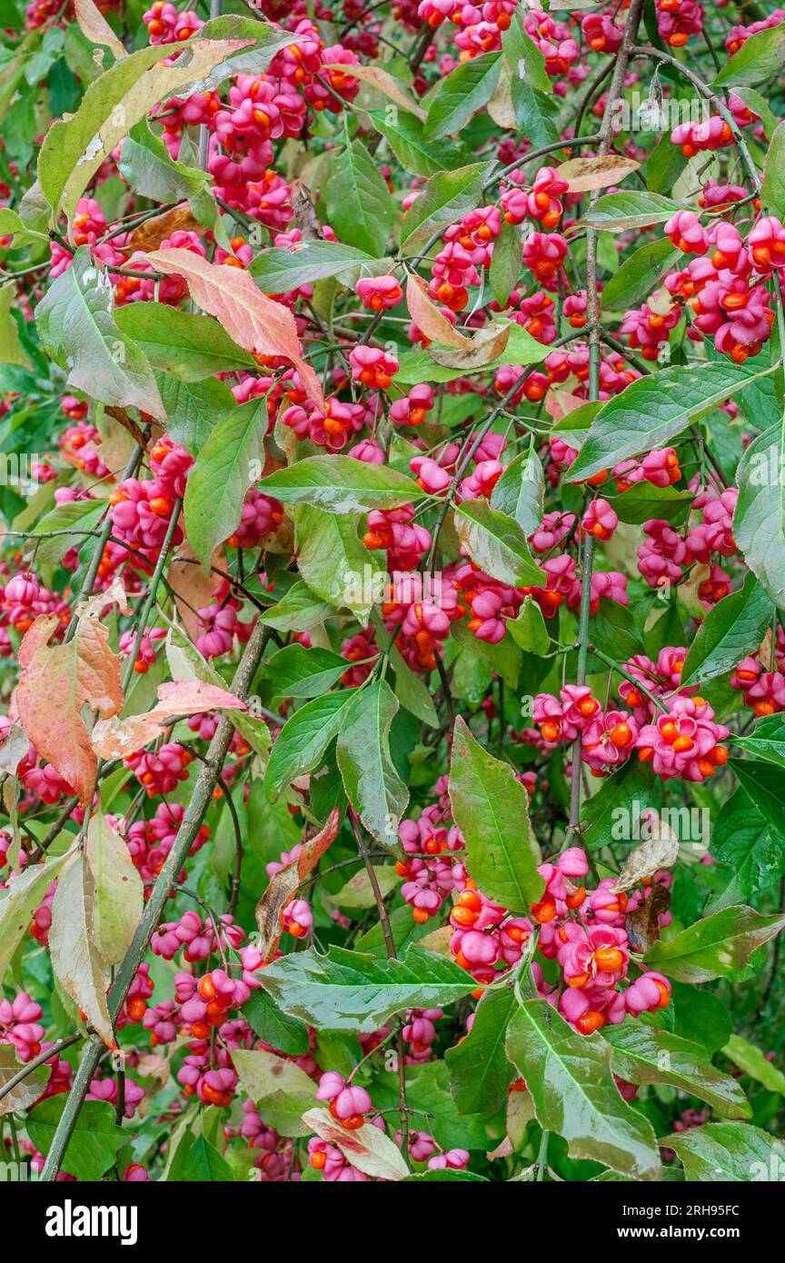 Spindle berry plant hi-res stock photography and images - Alamy